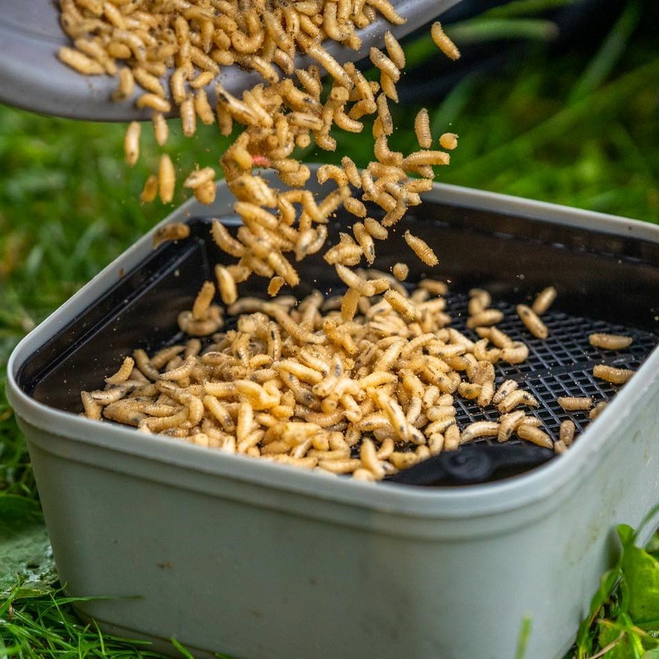 Guru Maggot Riddles - £3.99