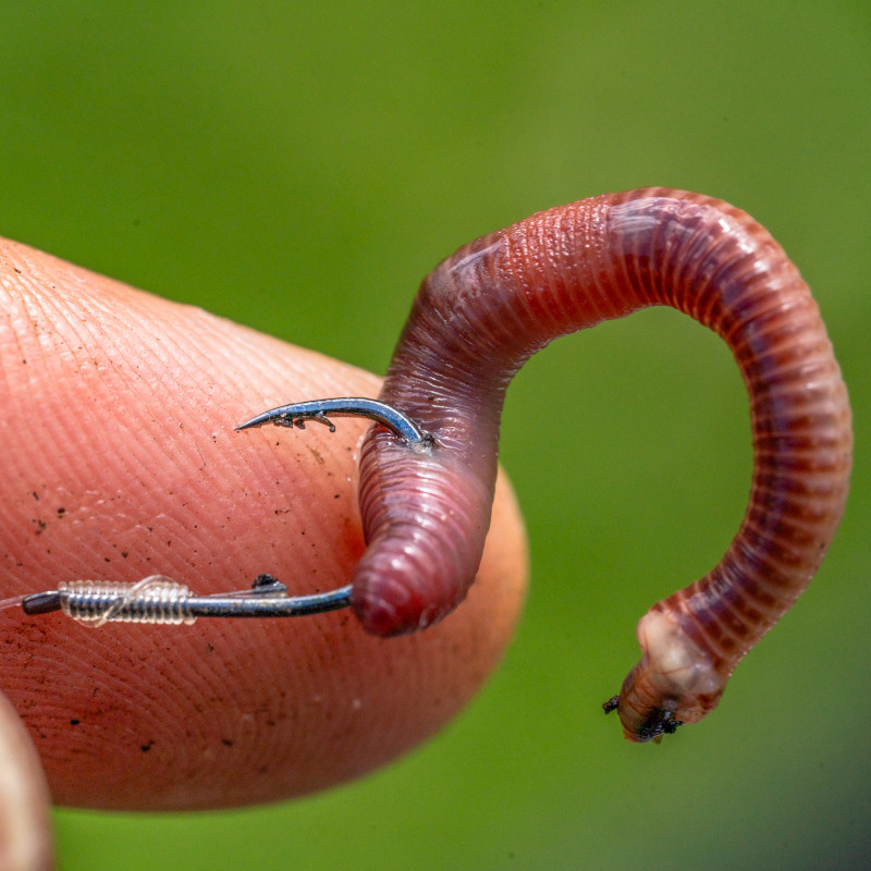 Preston Innovations Natural N-60 Barbed Hooks - £1.99