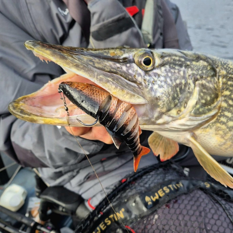 Westin Ricky The Roach R2F Multi Jointed Lures - £11.99