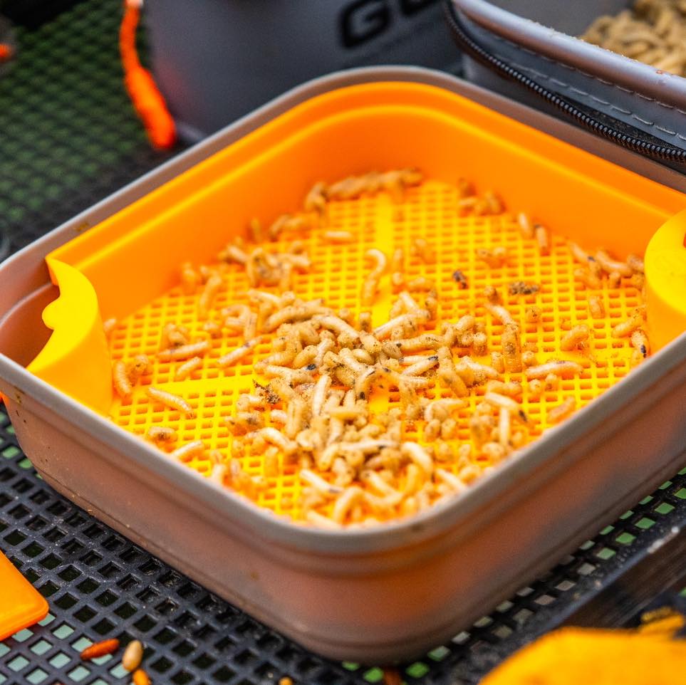 Guru Maggot Riddles - £3.99