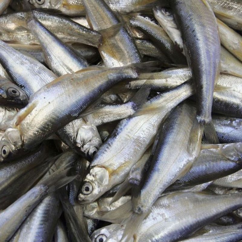 Devon Baits Frozen Sardine - £4.29